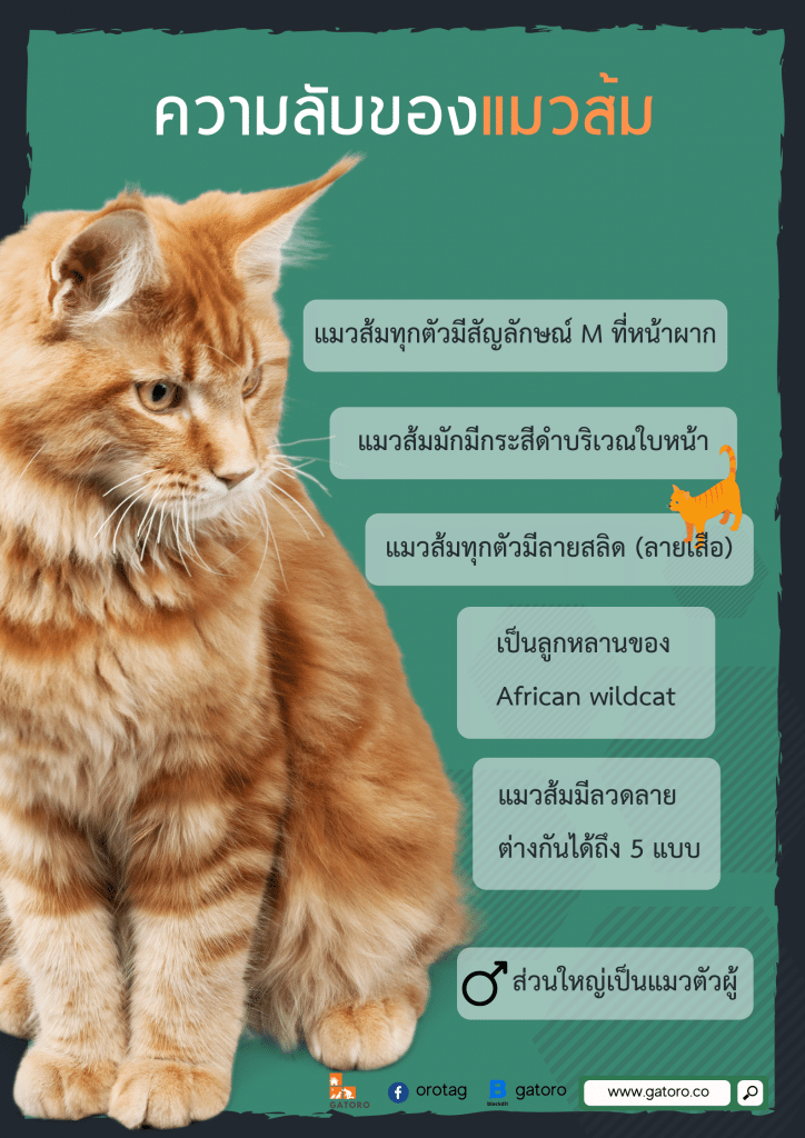 7 ความลับของแมวส้ม ที่คุณอาจไม่เคยรู้มาก่อน | กาโตโระ