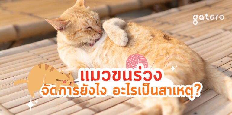 9 สาเหตุพบบ่อยที่ทำให้แมวอ้วก | กาโตโระ